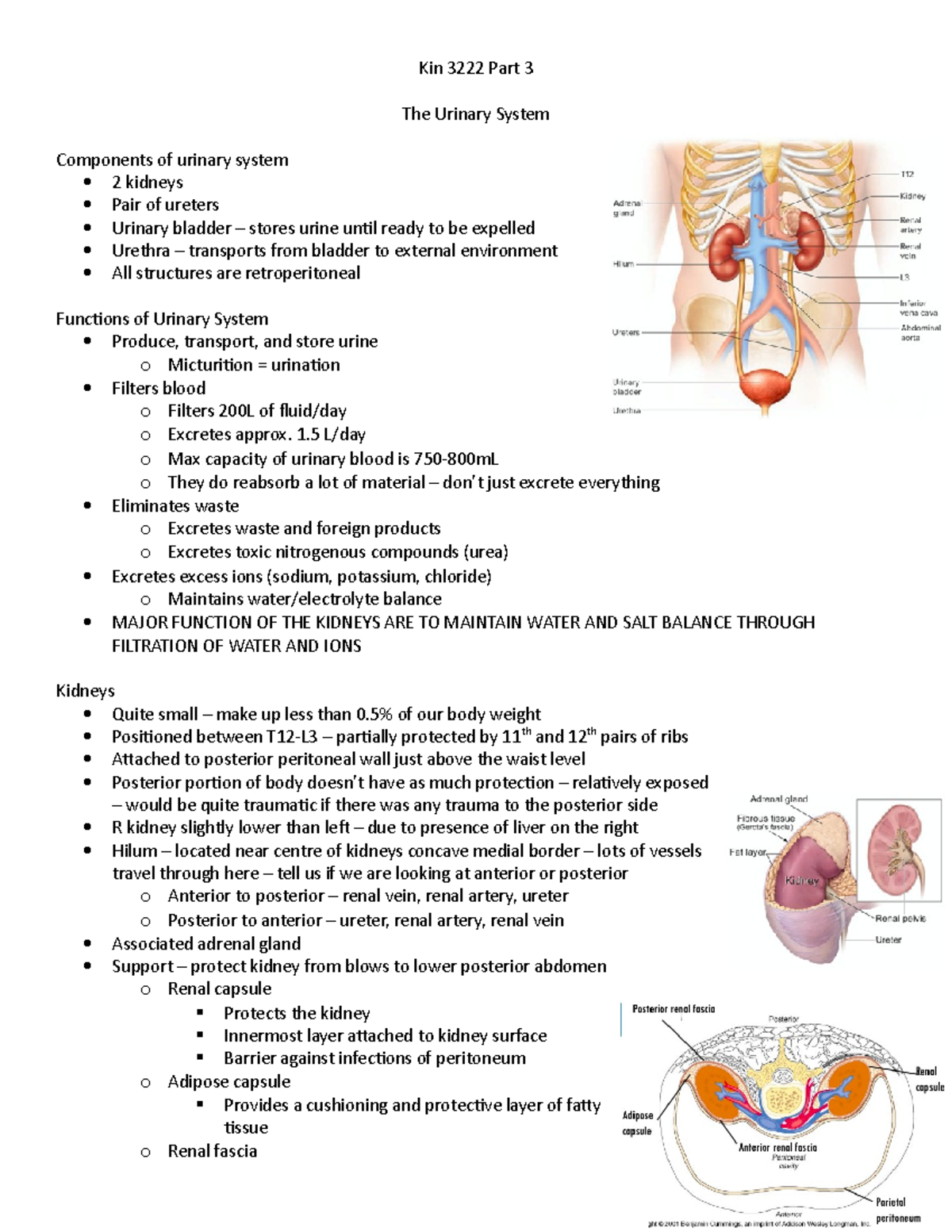 Kin 3222 Part 3 copy - Post Midterm #2 content. Professor Bell. All ...