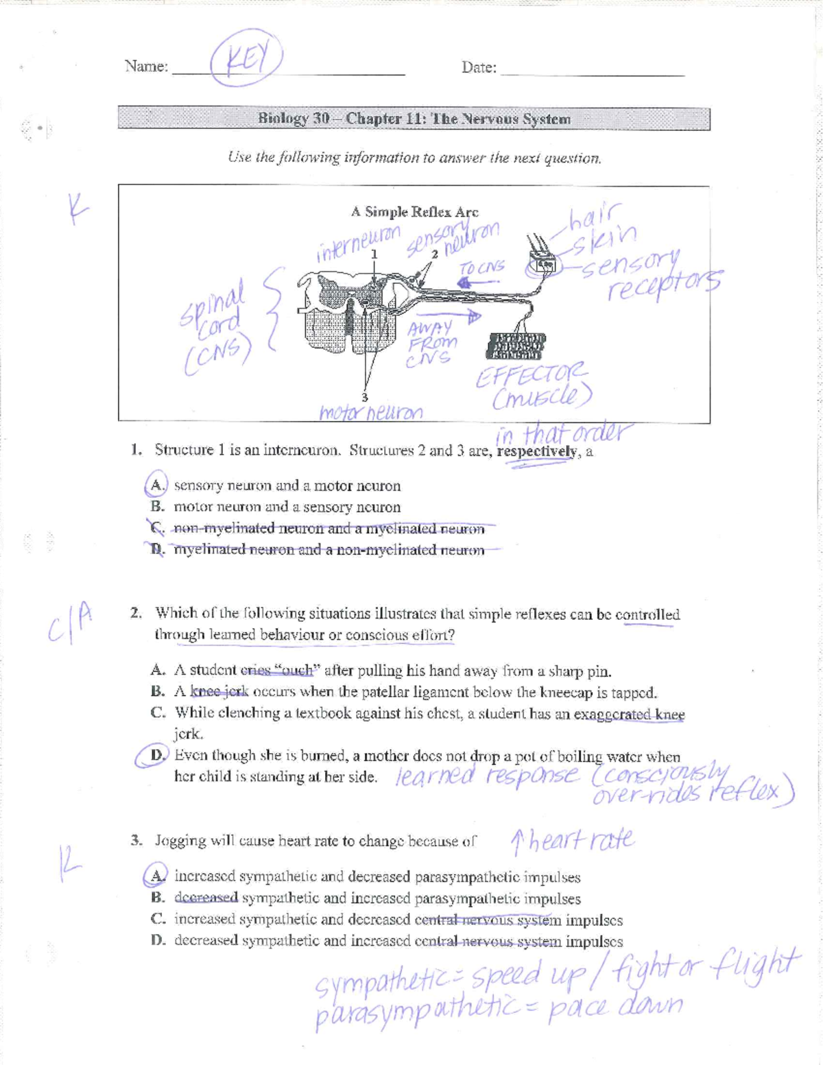 Reflex Arc and Neuron Practice KEY - ACC1000 - Studocu