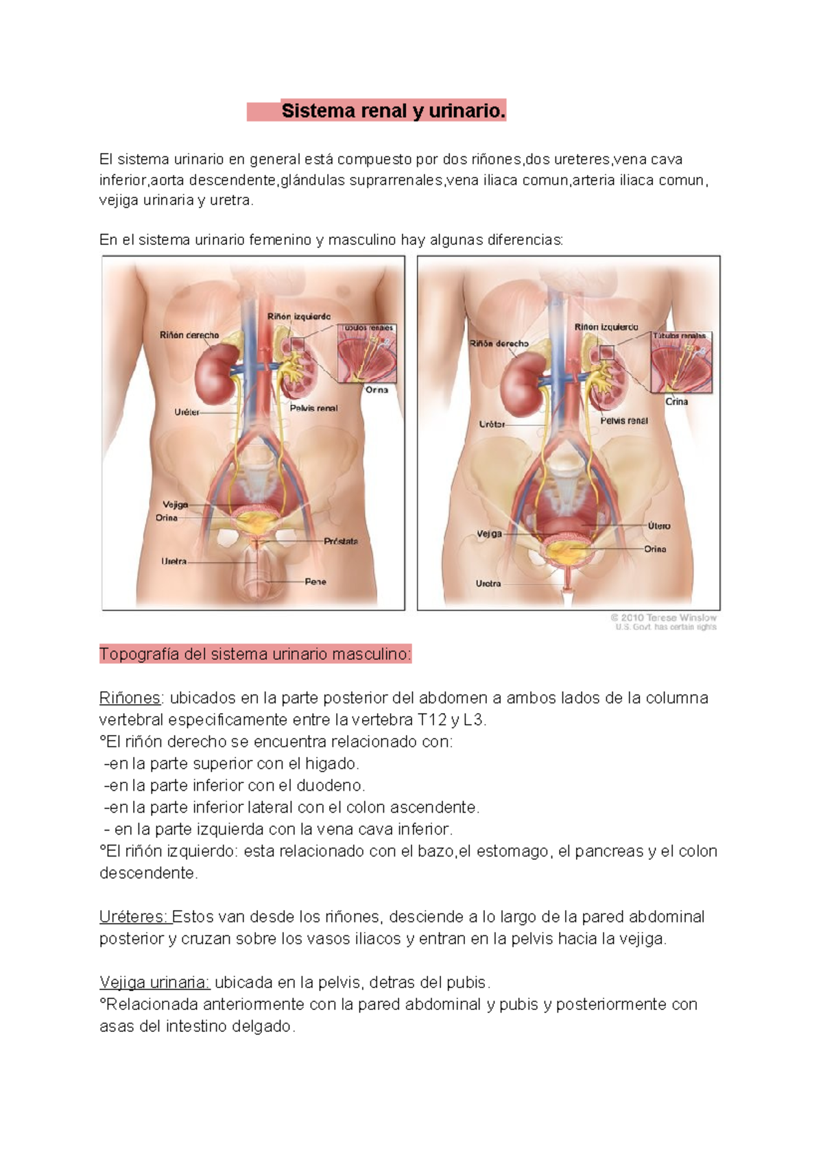 Anatomia de Sistema renal - Sistema renal y urinario. El sistema urinario en general está ...