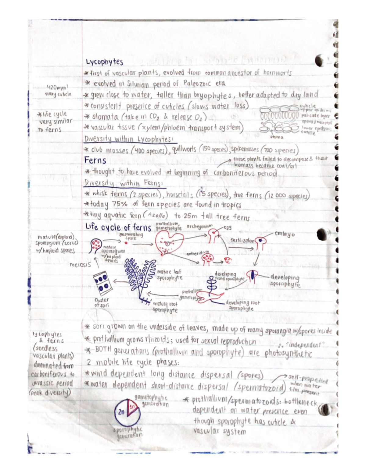 Tree Of Life 2 - they are my lecture for the plant biology - BIOA02H3 ...