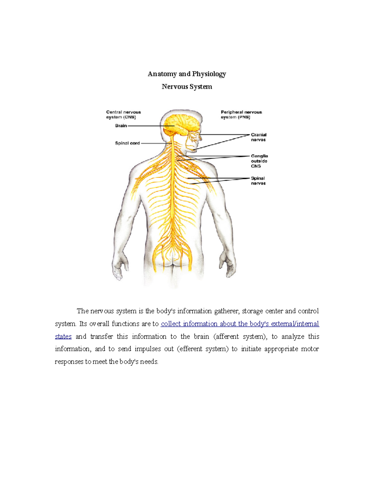 35150234 Anatomy and Physiology - Anatomy and Physiology Nervous System ...