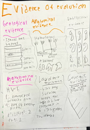 Bio sketch notes - Studocu