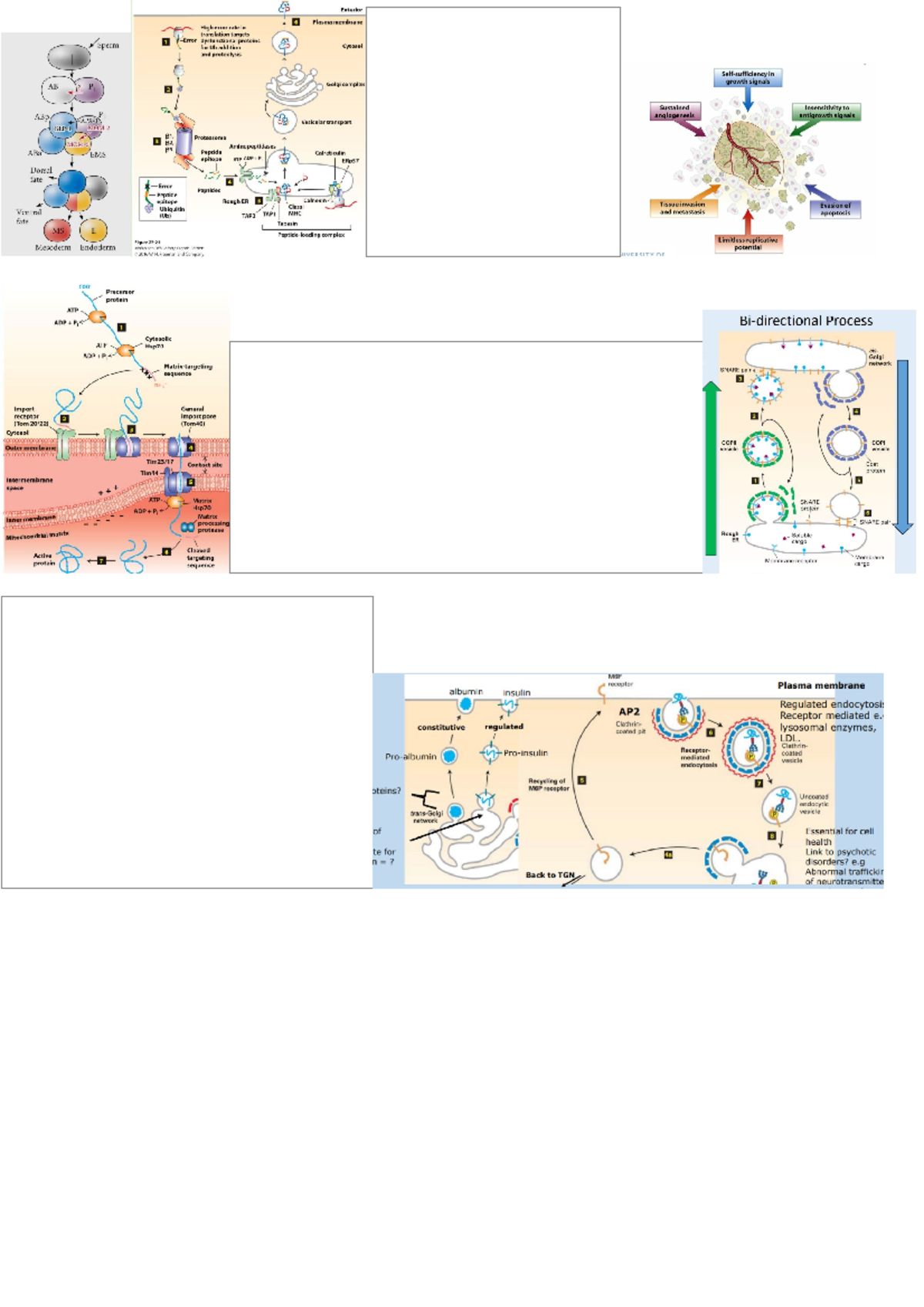 Exam pic - exam pictures that show the key processes - Cellular and ...