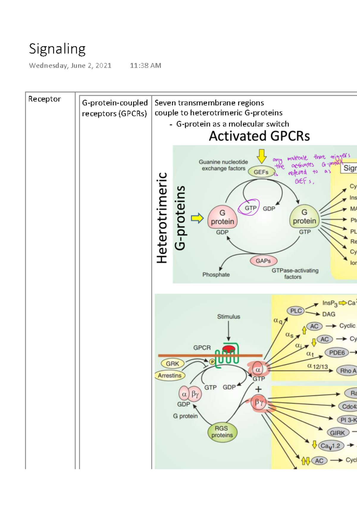 Signaling - Receptor G-protein-coupled receptors (GPCRs) Seven ...