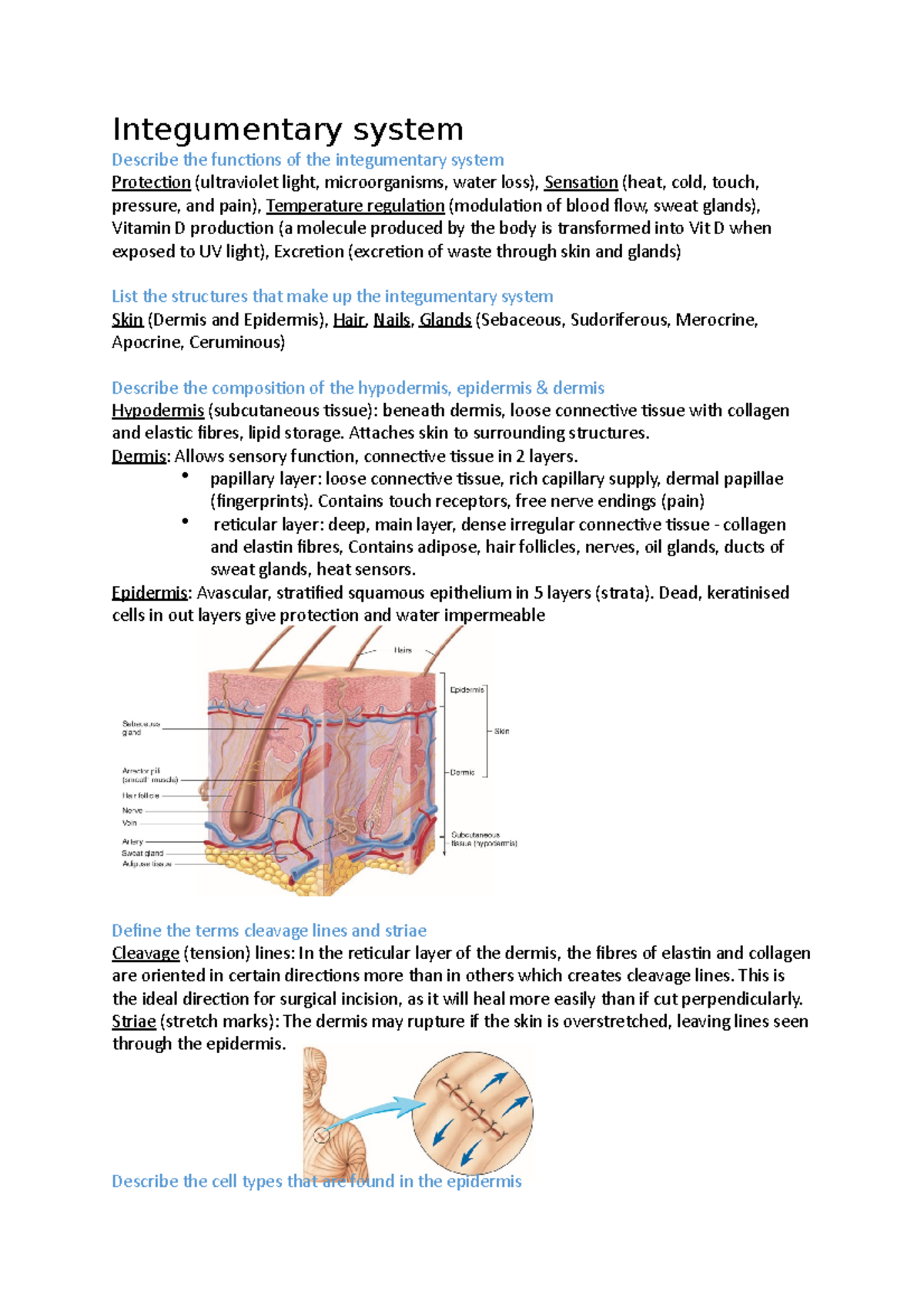 Integumentary system - Integumentary system Describe the functions of ...