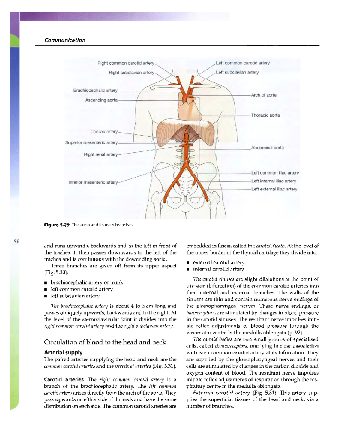 Human-Anatomy and Physiology 62 - Communica tion Figure 5 The aorta and ...