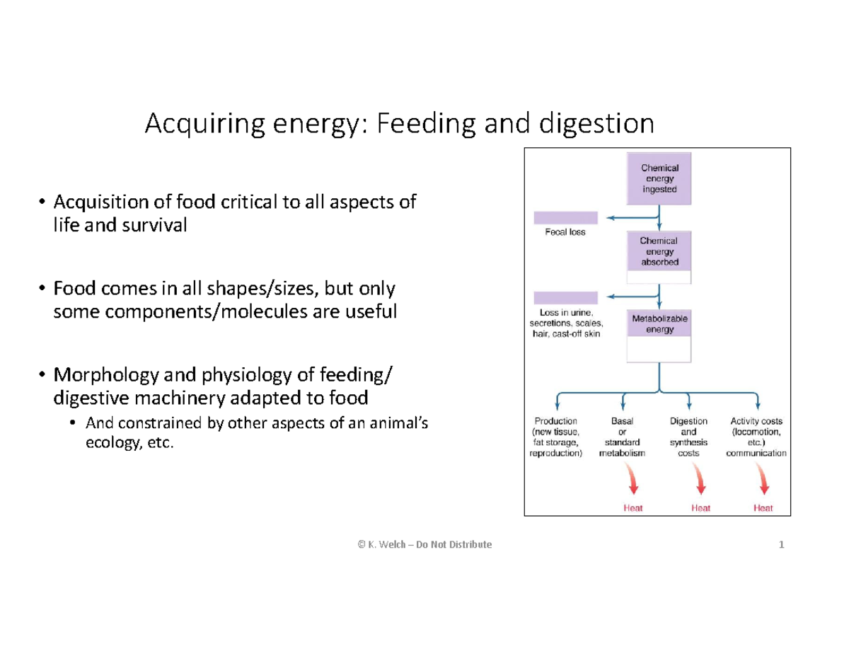 BIOB34 Module 4 - Feeding and Digestion - Lecture Slides - Acquiring ...