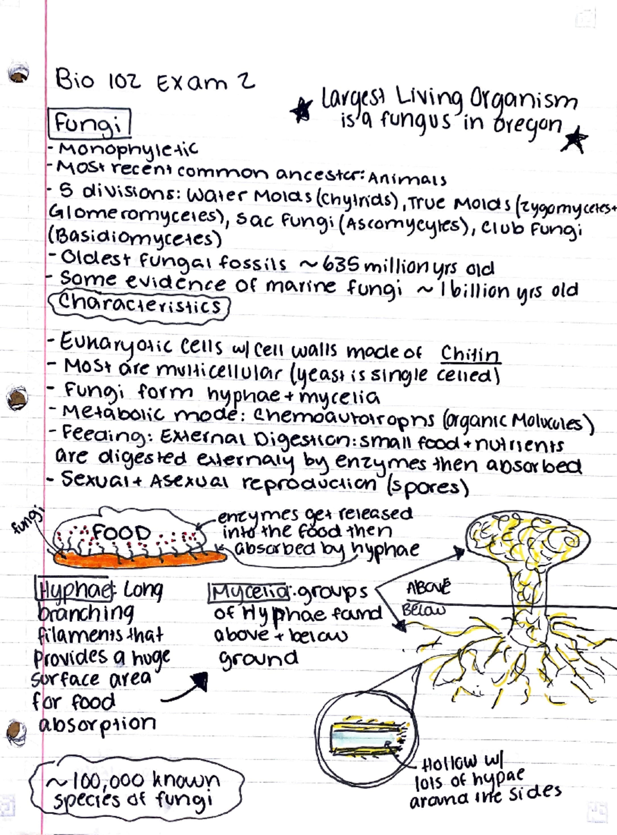 WVU Bio 102 Exam #2 - Bio 102 with Elizabeth Thomas. Bio Exam 2: Fungi ...