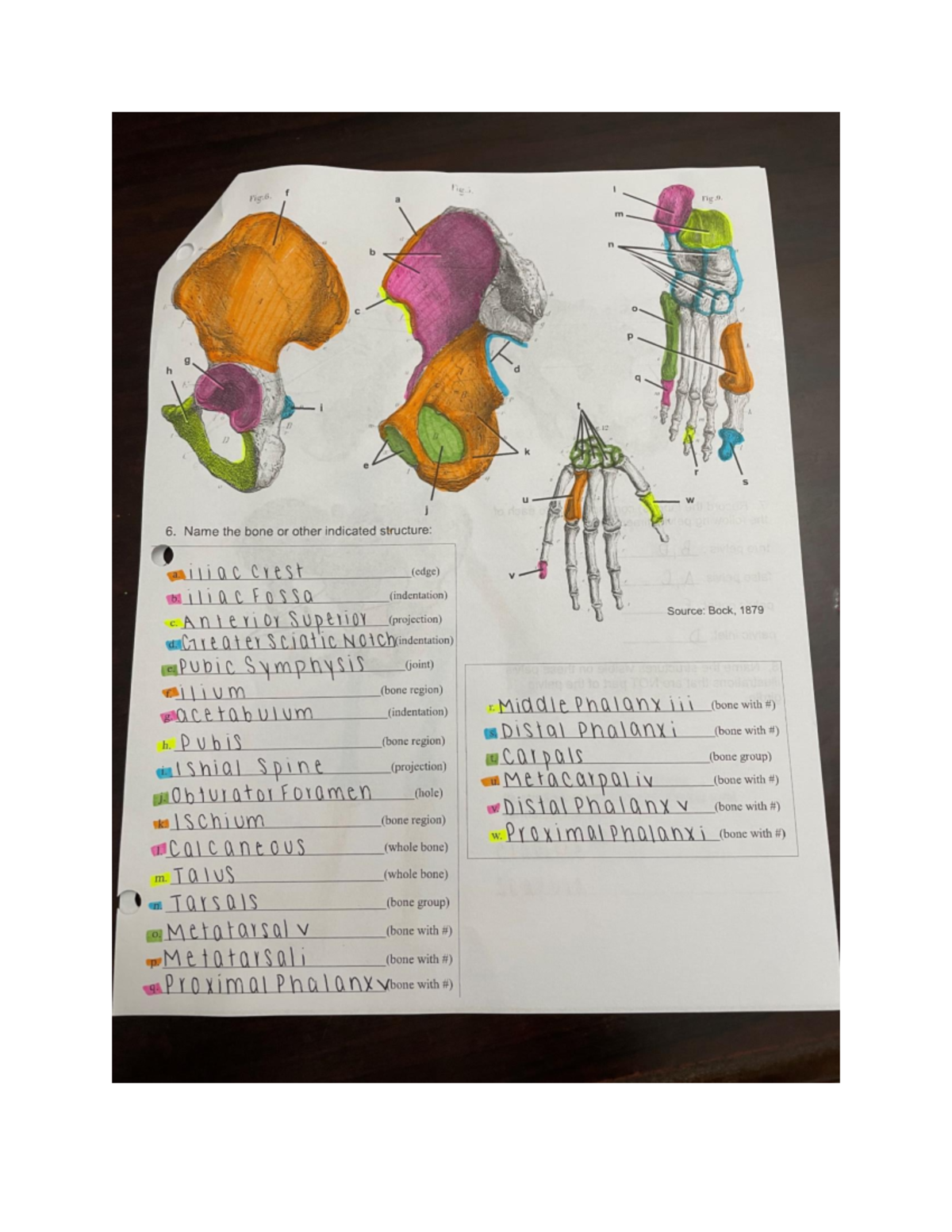 Appendicular Skeleton 5 - BIOL 262 - Studocu