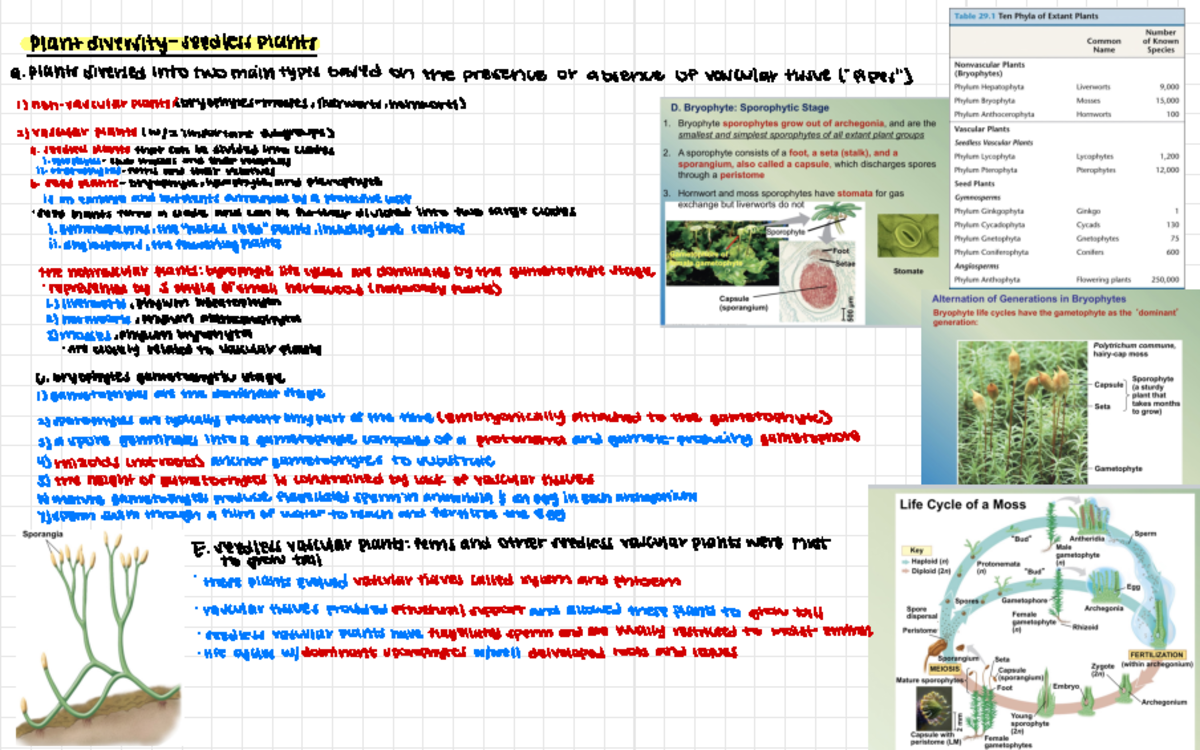 Bio lecture 5 - bio - plant diversity-seedless plants 9 plants diversed ...