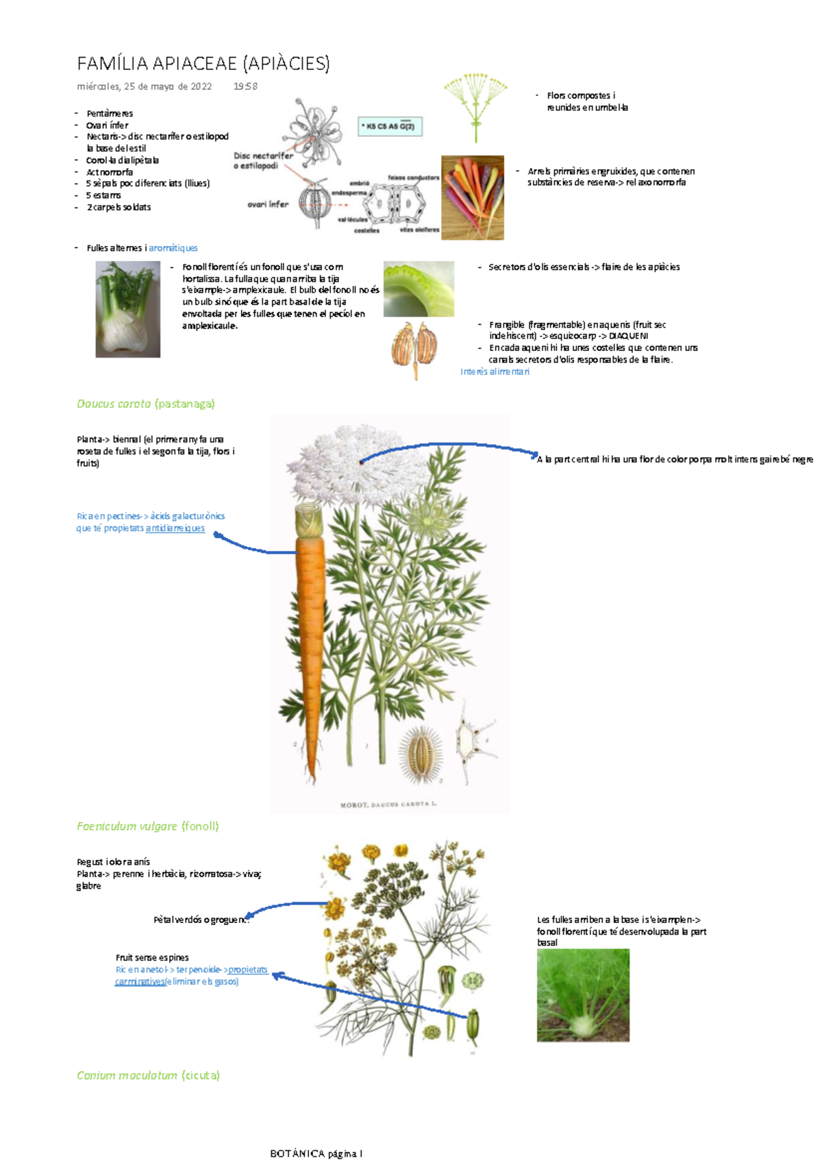 Família Apiaceae ( Apiàcies) - Pentàmeres Ovari ínfer Nectaris-> disc ...