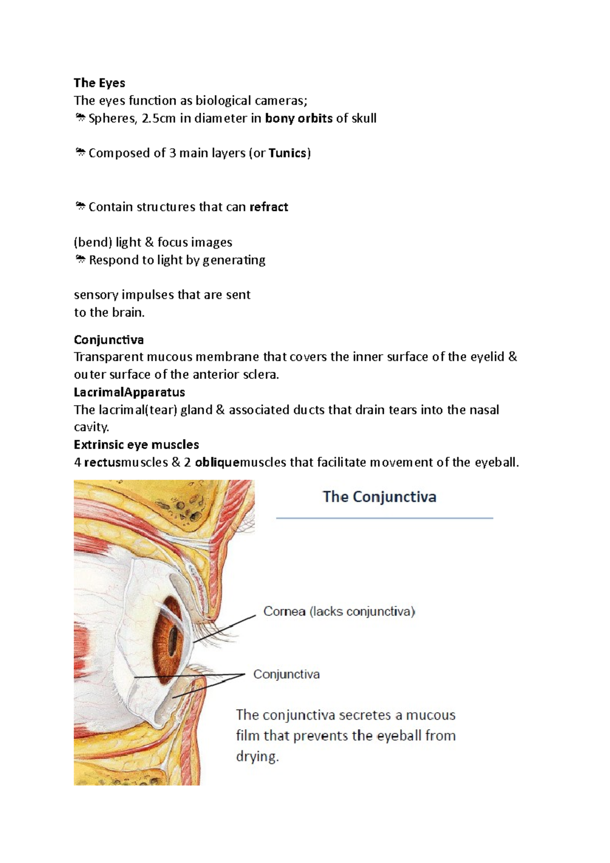 The Eyes - Lecture notes 1 - The Eyes The eyes function as biological ...