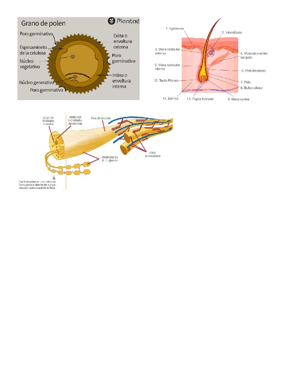 Imagenes anatomia - Grano de polen Plantae 1. Epidermis Poro ...