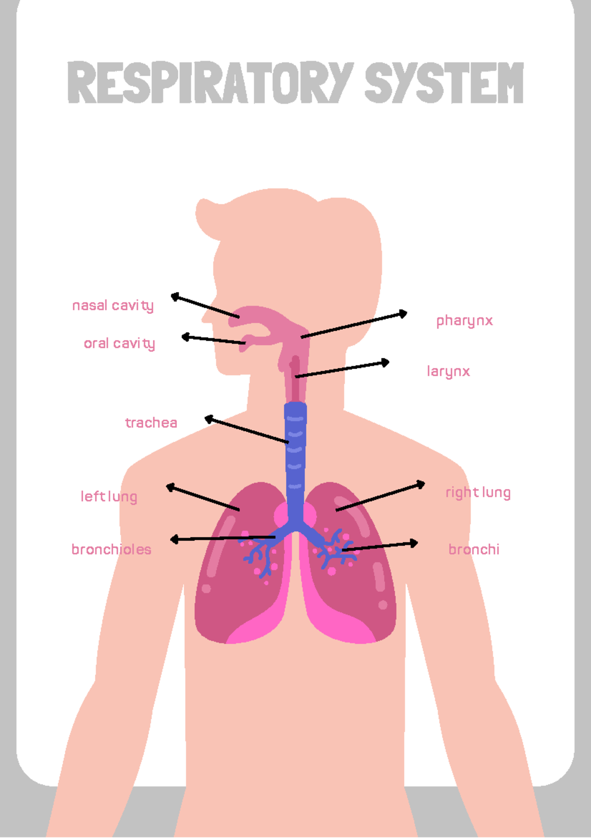 Respiratory System - RESPIRATORY SYSTEM nasal cavity oral cavity ...