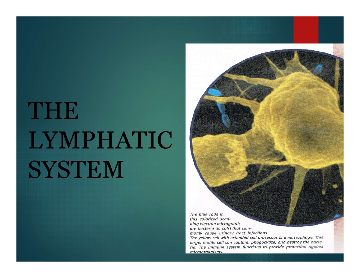Introduction to Lymphatic System - THE LYMPHATIC SYSTEM Lymphatic ...