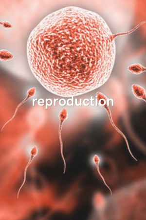 Enzymes lecture - catalysts end in ase ' makes Rxn happen exothermic ...