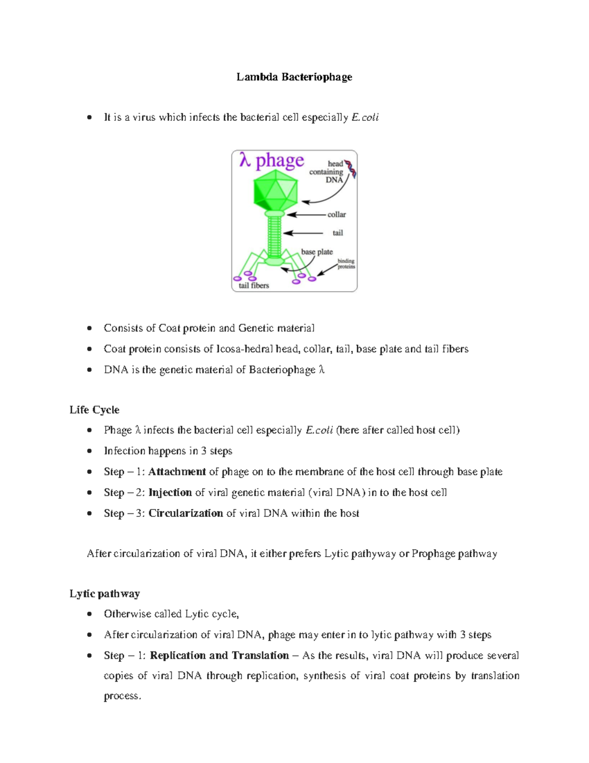 Bacteriophage-2 - kmkmk - Lambda Bacteriophage It is a virus which ...