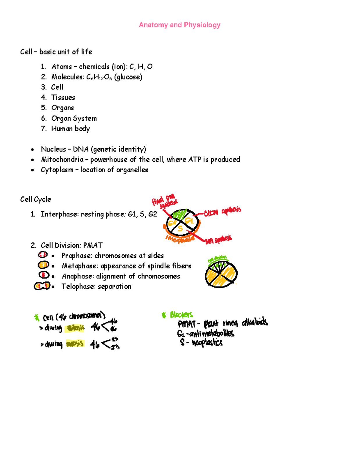 Anatomy and Physioloy - Anatomy and Physiology Cell – basic unit of ...
