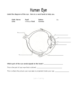 The EYE notes - Structure & Function of the Eye The eye is a sense ...