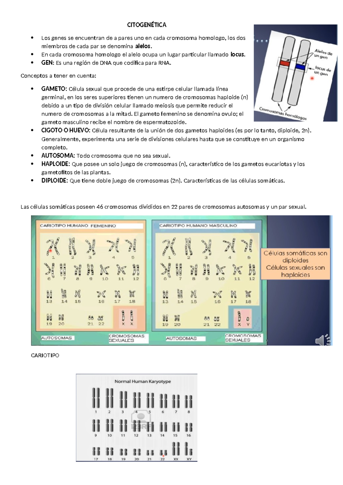 Citogenética - Resumen Biología General y Celular - CITOGENÉTICA Los ...