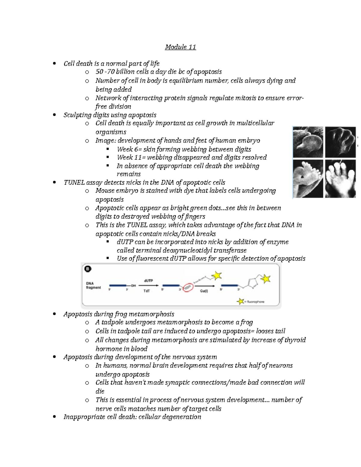 Module 11 - Module 11 Cell death is a normal part of life o 50 billion ...