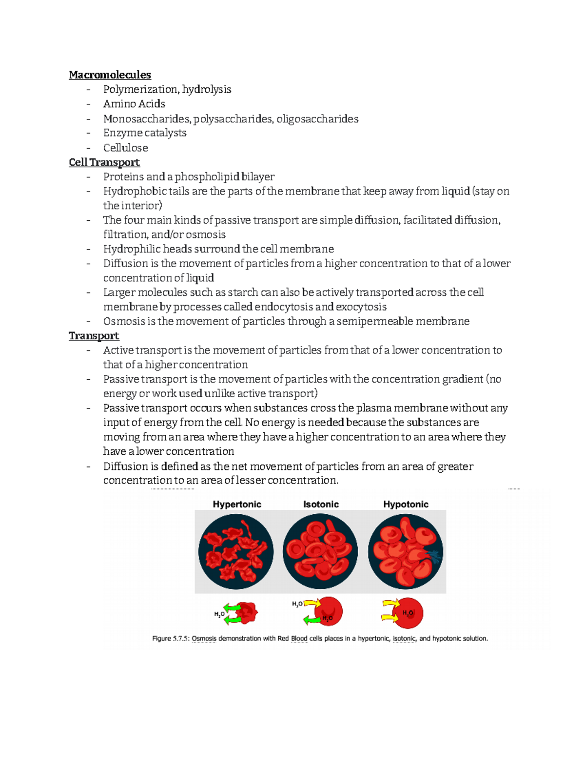 Cell Transport Diagram and Macromolecule Notes - Macromolecules ...