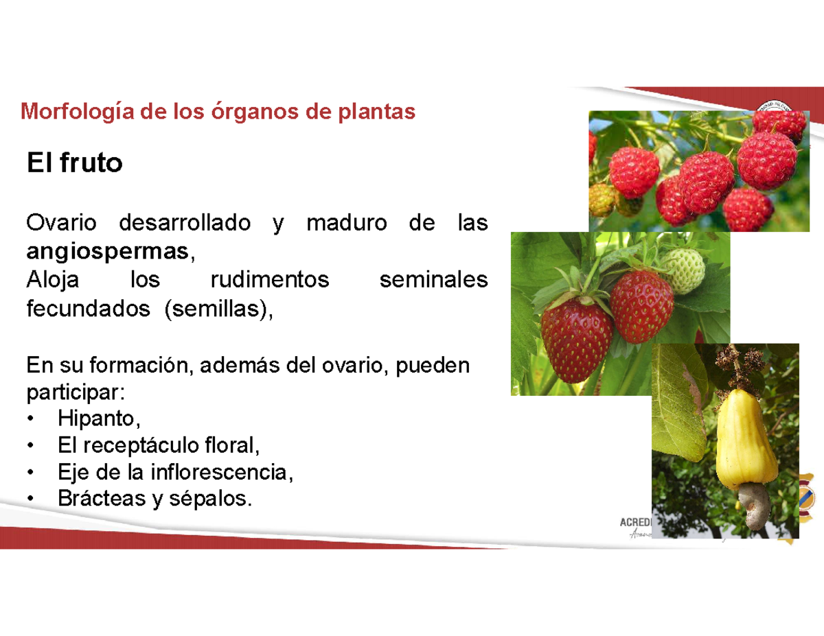 Botanica tercer corte - El fruto Ovario desarrollado y maduro de las ...