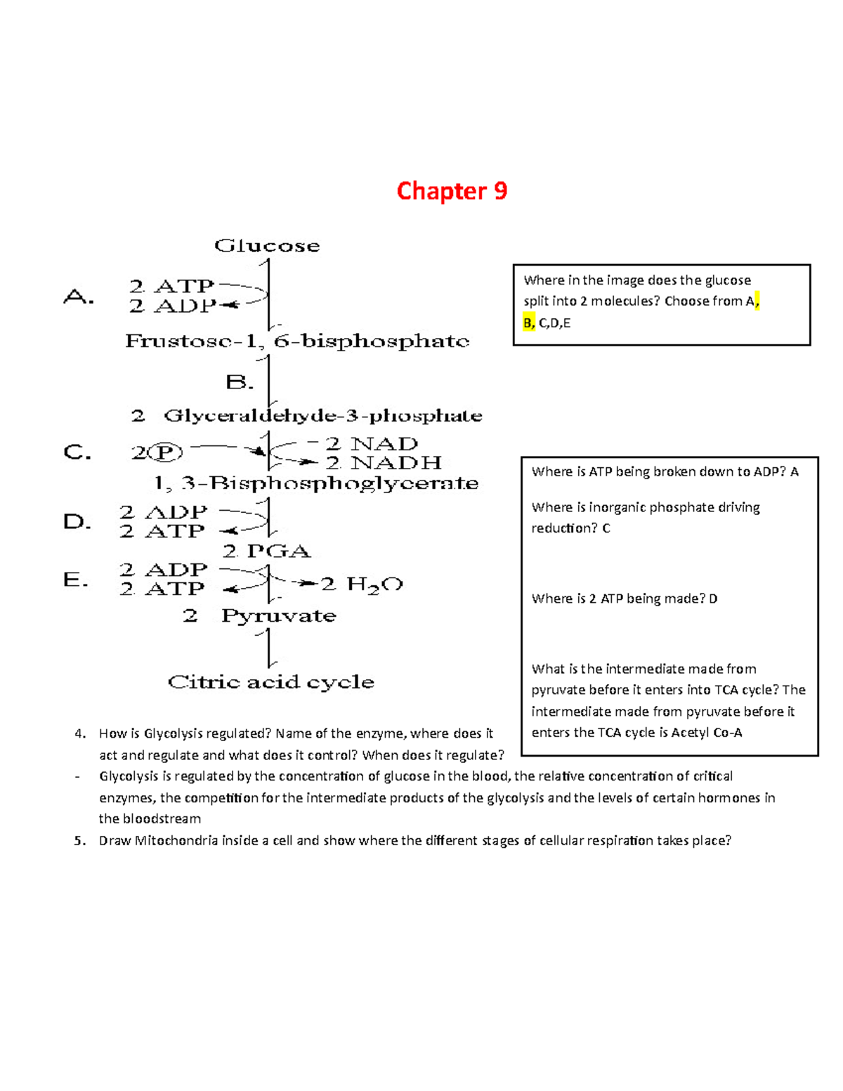 WEEK 6-HW- Chapter 9 - Chapter 9 How is Glycolysis regulated? Name of the enzyme, where does it ...