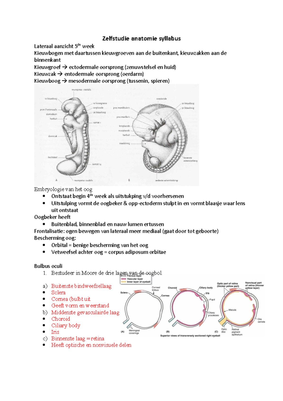 Zelfstudie anatomie syllabus - Zelfstudie anatomie syllabus Lateraal ...