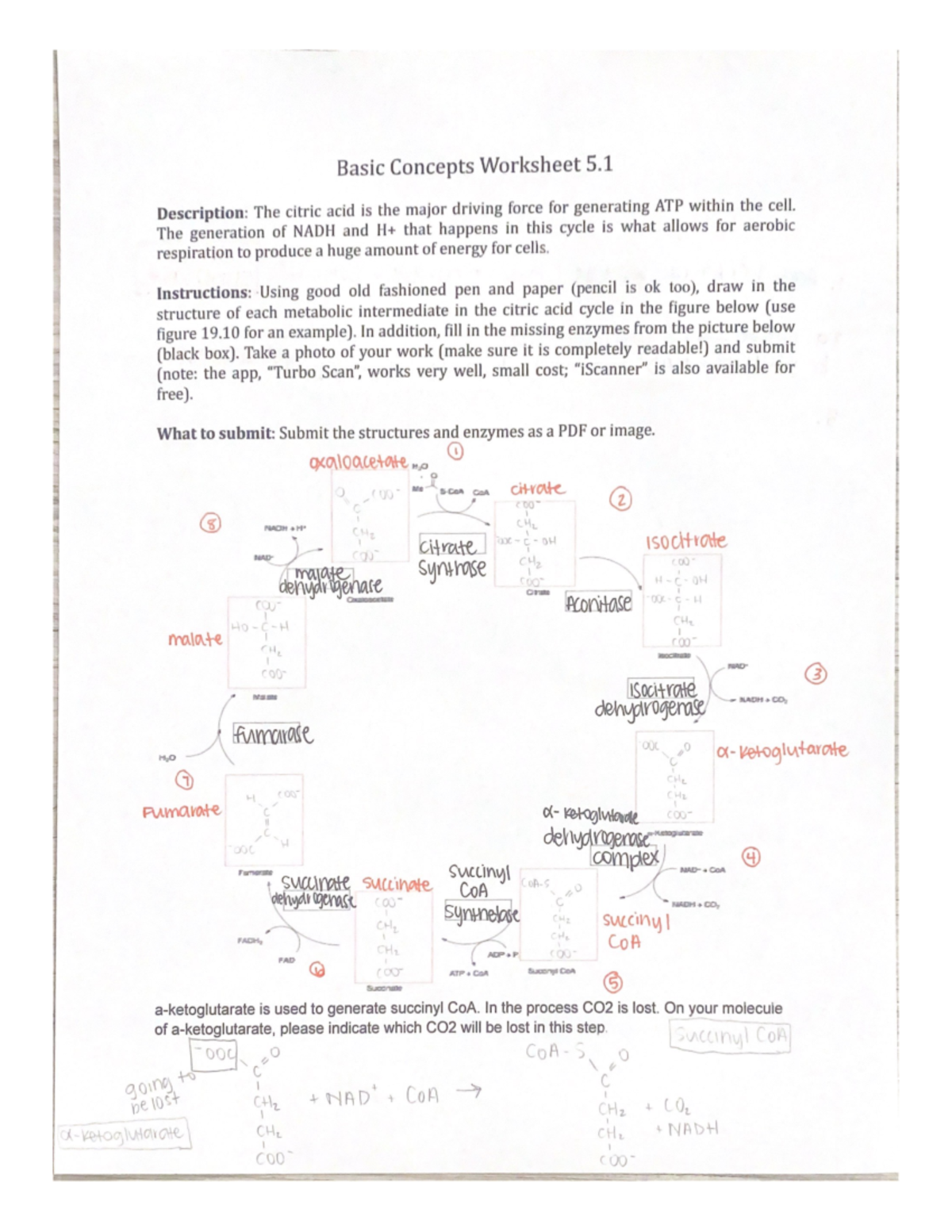 Basic Concepts Worksheet 5.1 - BIO 211 - Studocu