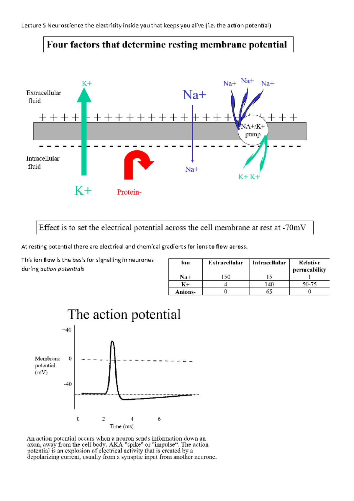 Lecture 5 Action Potential - Lecture 5 Neuroscience the electricity ...