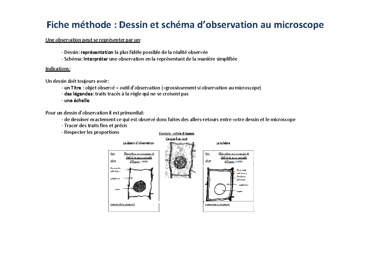 Dessin versus schéma - FICHE METHODE : Dessin et schéma d’observation ...