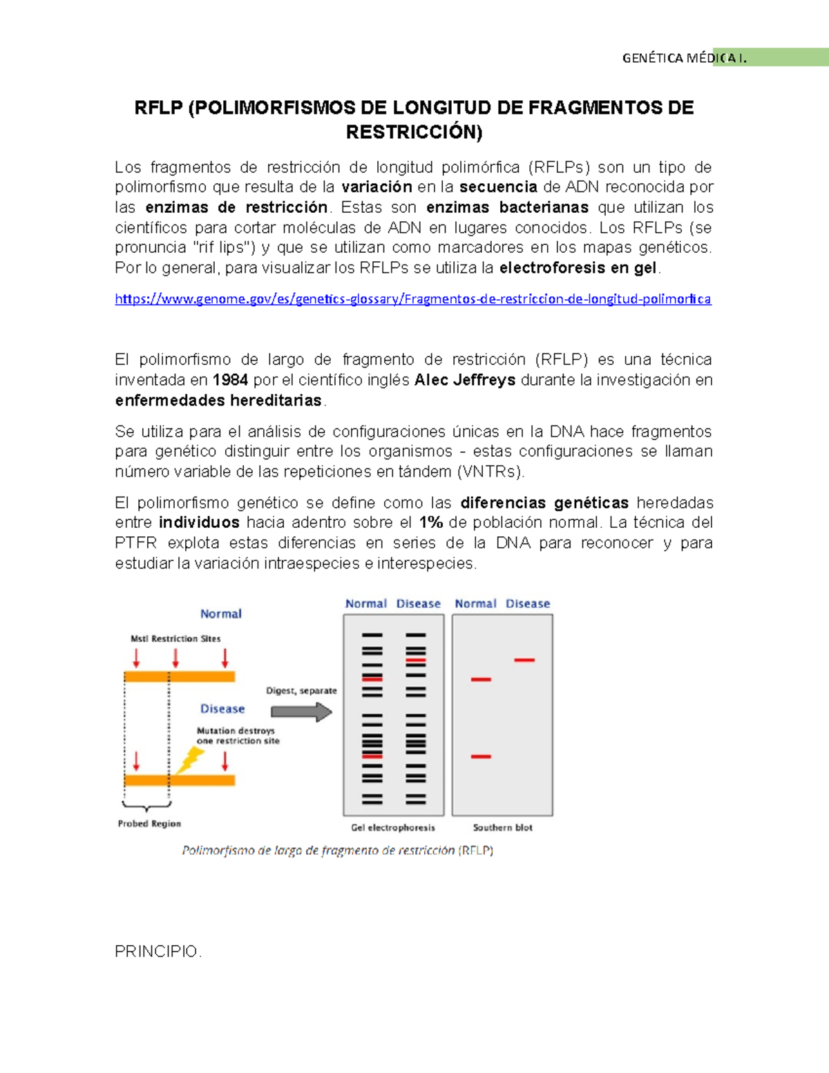 Técnica de RFLP. - 1 GENÉTICA MÉDICA I. RFLP (POLIMORFISMOS DE LONGITUD ...