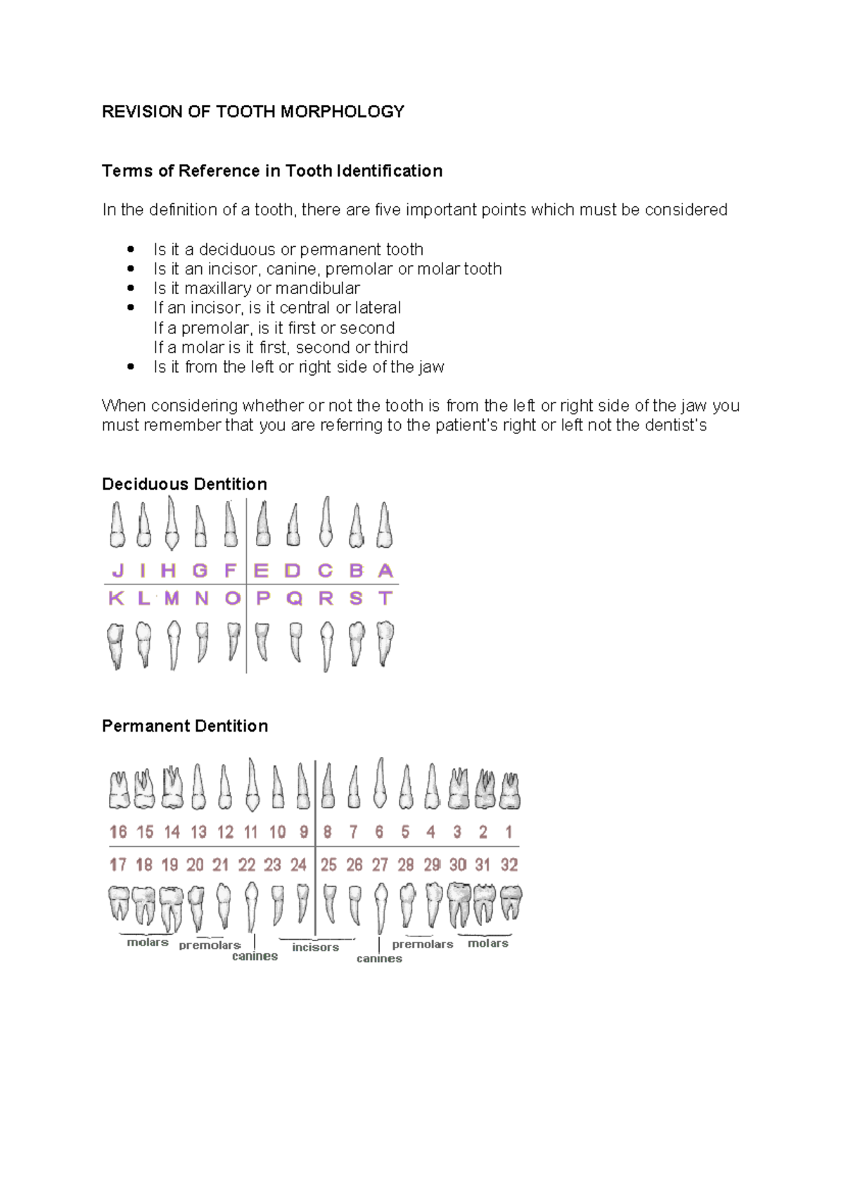 Revision OF Tooth Morphology - REVISION OF TOOTH MORPHOLOGY Terms of ...