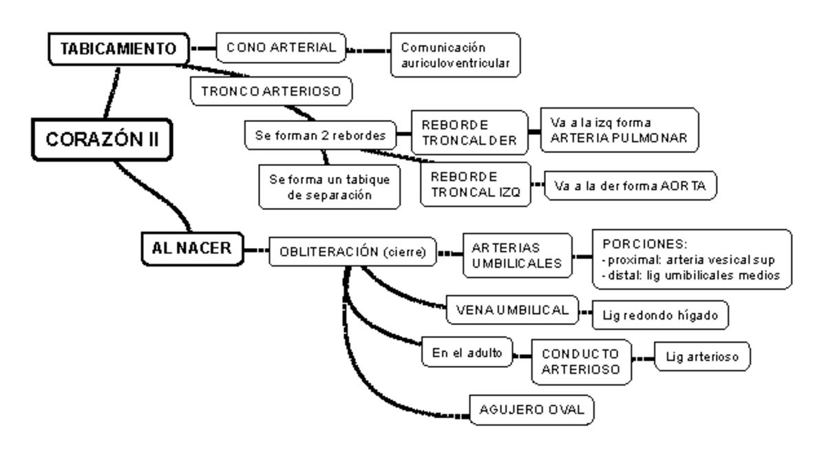 Desarrollo embriológico del corazón II - CORAZÓN II TABICAMIENTO CONO ...