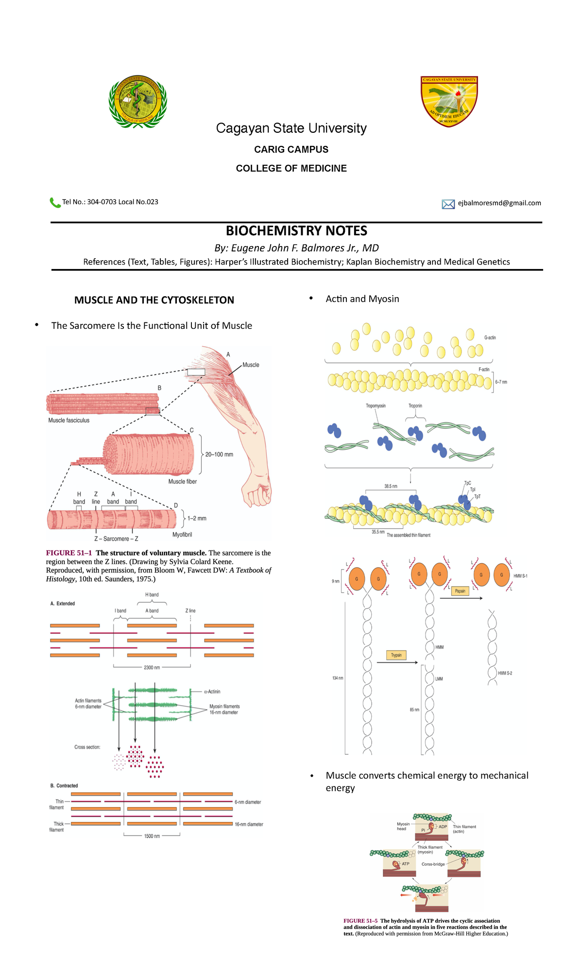 Muscle and The Cytoskeleton - Cagayan State University CARIG CAMPUS ...