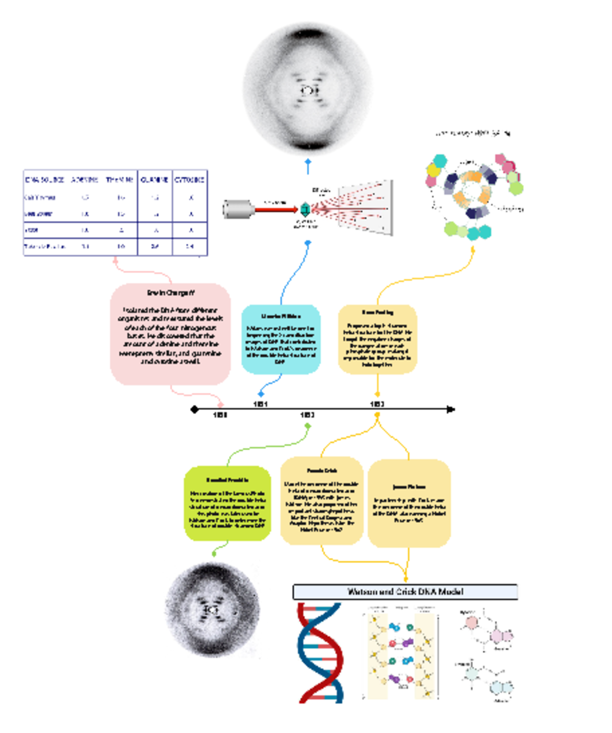 DNA Timeline - awdadrfrg - Erwin Chargaff Isolated the DNA from ...