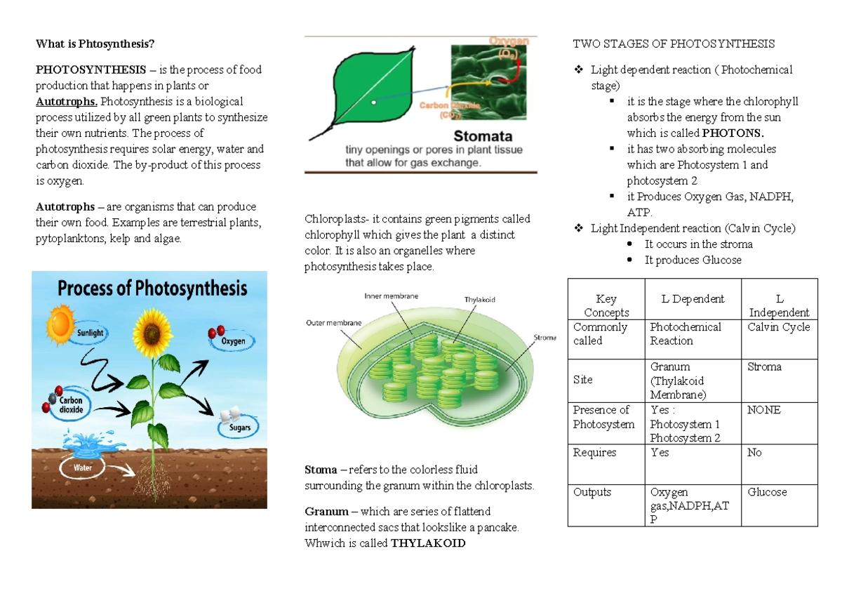 Grade 9 What is Phtosynthesis - What is Phtosynthesis? PHOTOSYNTHESIS ...