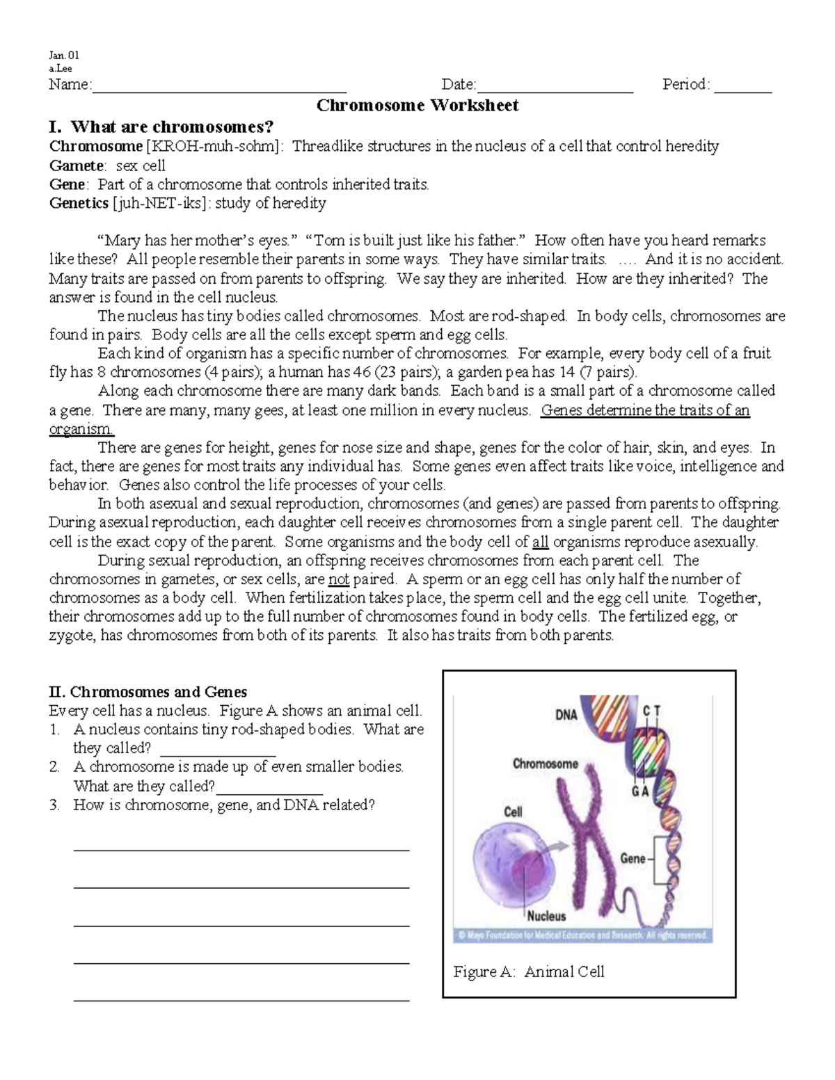 Chromosome wkst - Figure A: Animal Cell Jan. 01 a Name ...