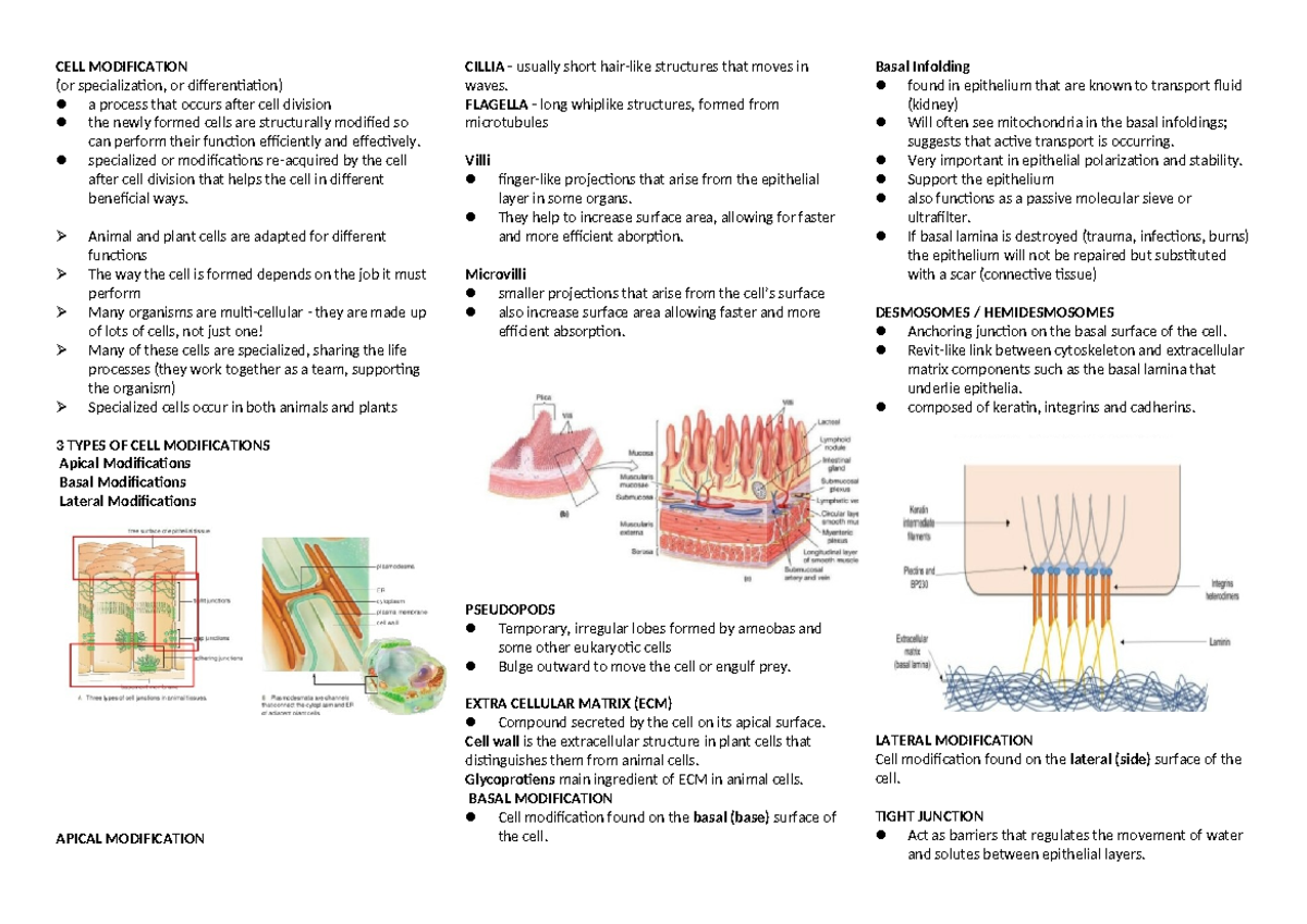 cell modification rev - CELL MODIFICATION (or specialization, or ...