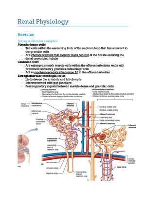 Renal Physiology - Kidney lecture notes /summary - Renal Physiology ...