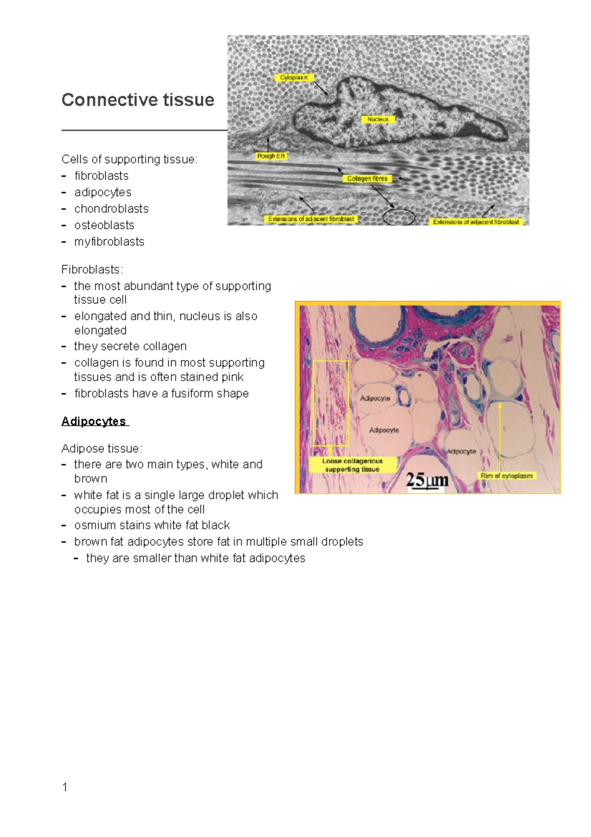 Connective-tissue - Connective-tissue - Connective tissue Cells of ...