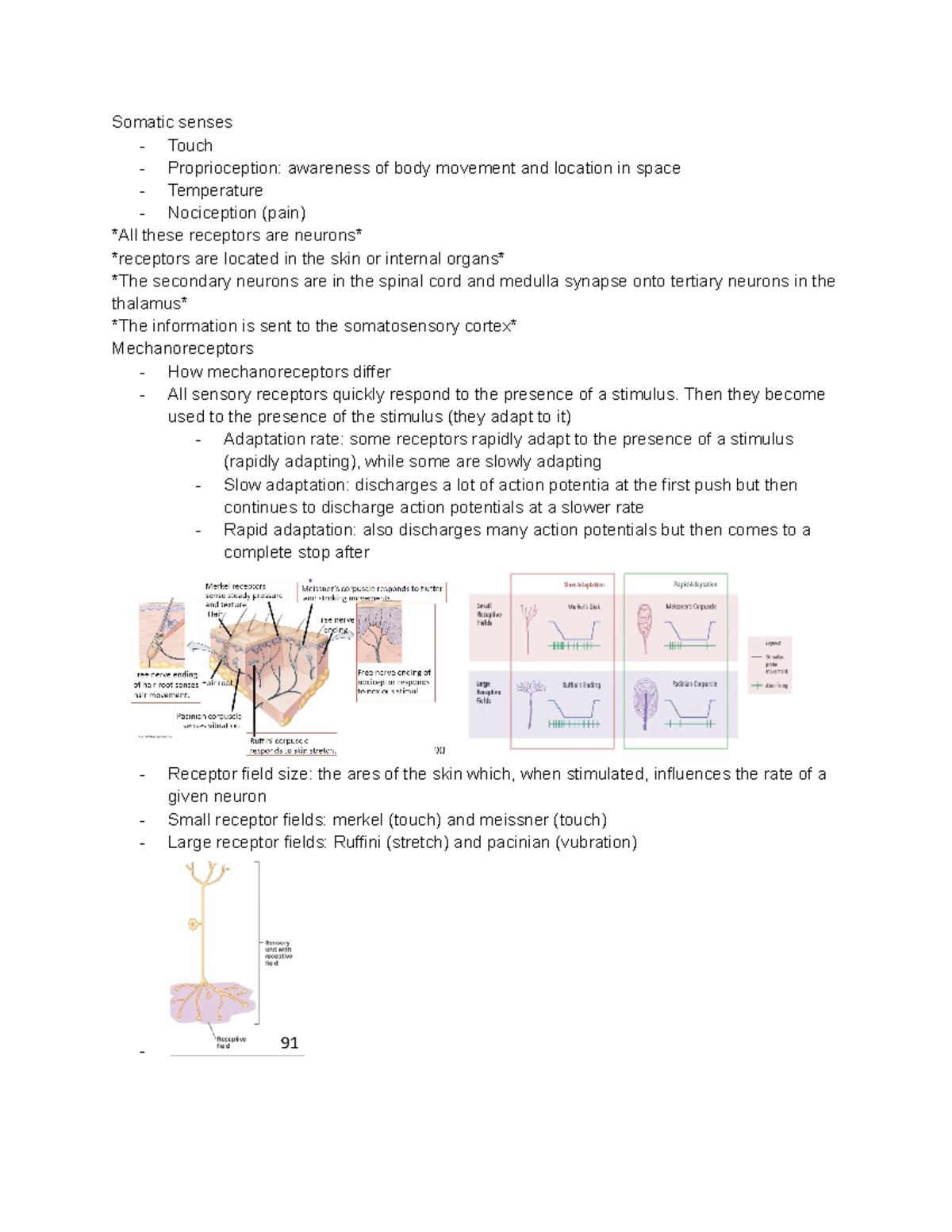 Sensory physio lecture 2 somatic senses - Somatic senses - Touch ...
