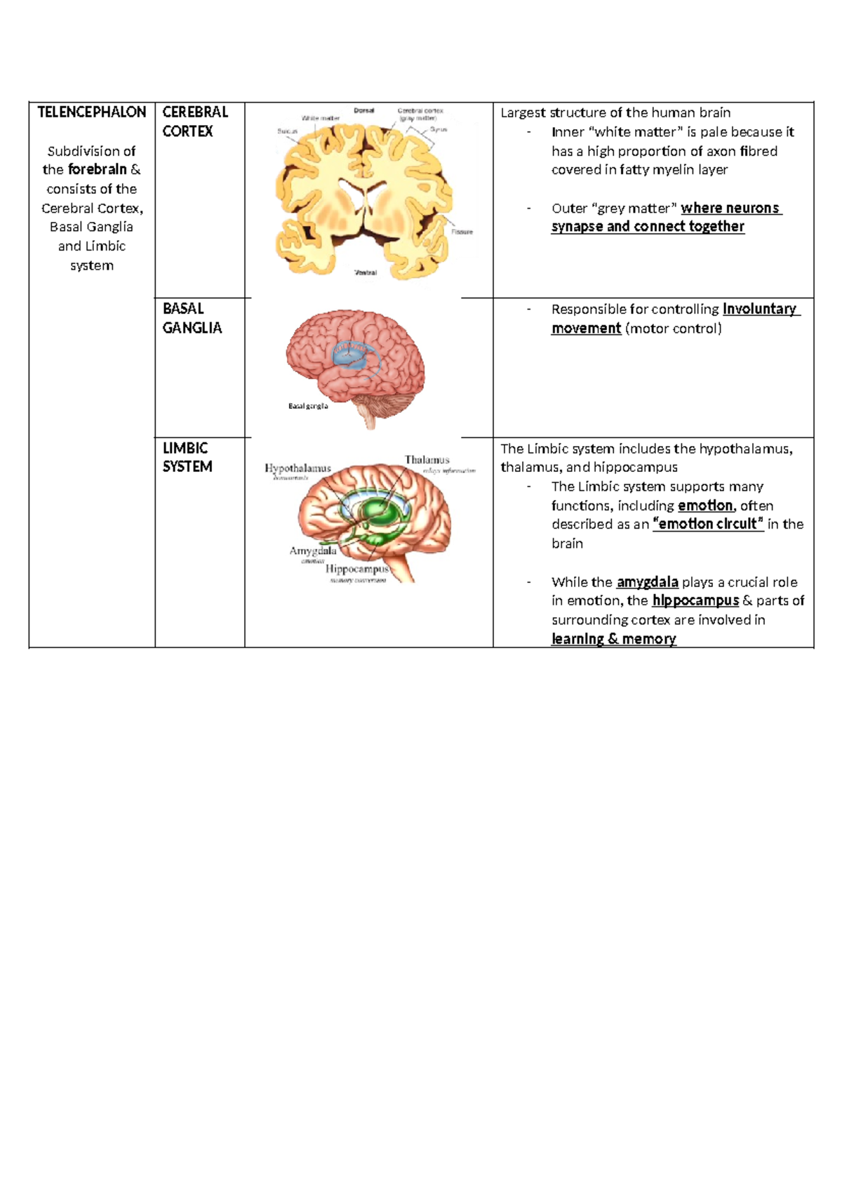 Brain regions - TELENCEPHALON Subdivision of the forebrain & consists ...