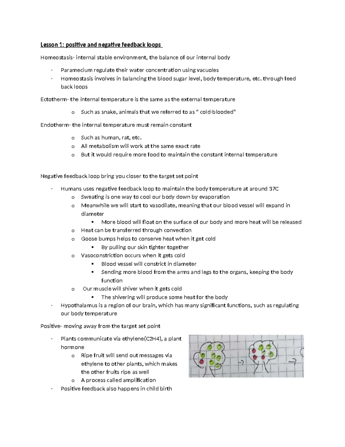 Feedback Loops and Homeostasis - Lesson 1: positive and negative ...
