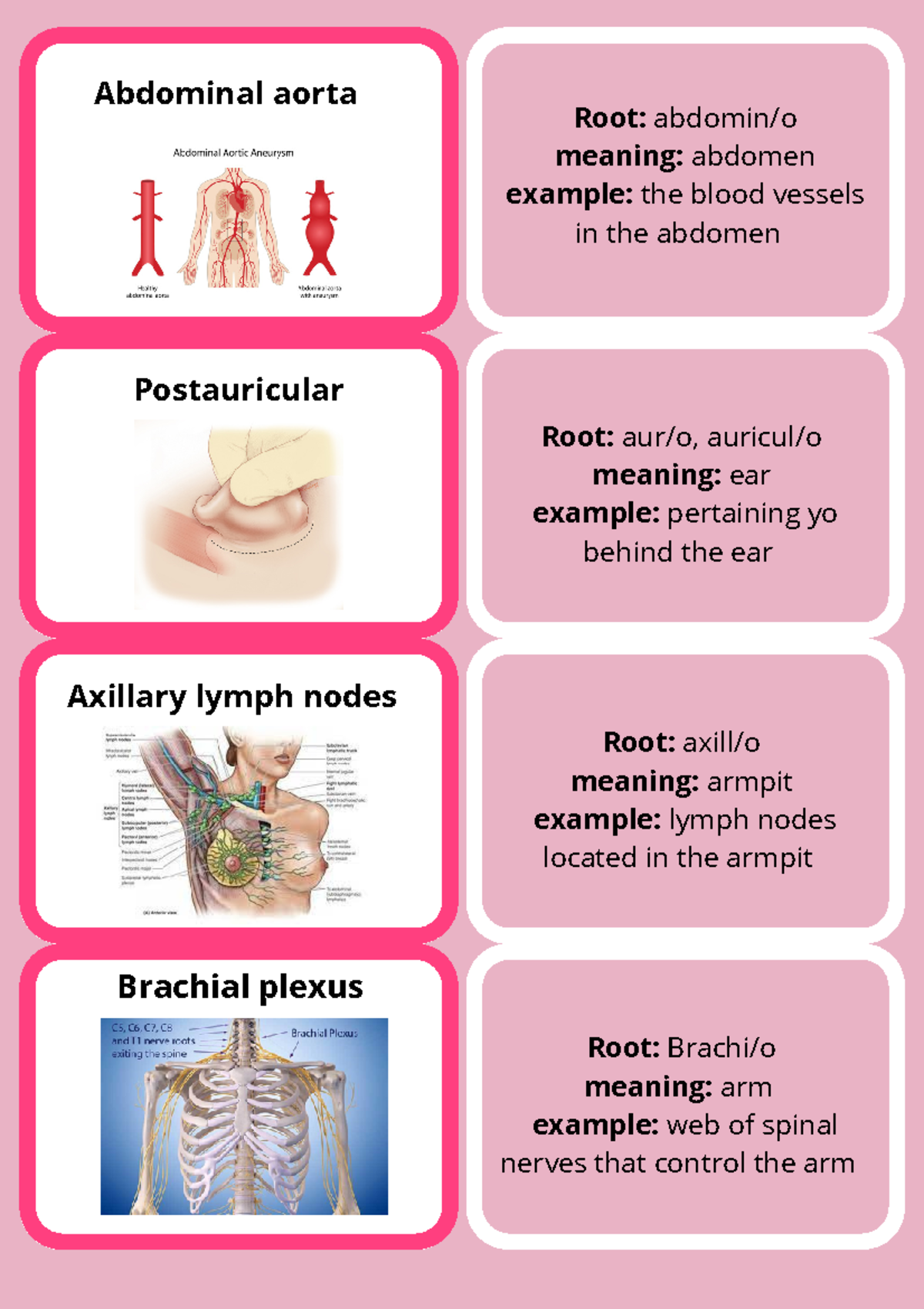 Memorama inglés medicina - Abdominal aorta Postauricular Axillary lymph ...
