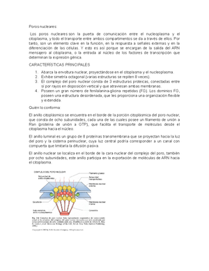 Nucleoporinas - BIOLOGIA CELULAR - Nucleoporinas: Nups Proteínas que ...