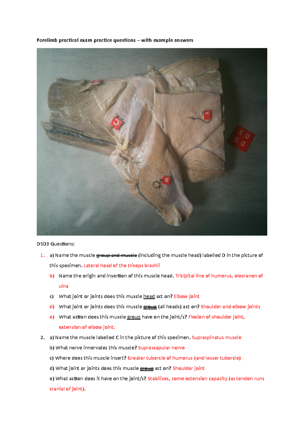 Example prac exam questions with answers - Forelimb practical exam practice questions – with ...