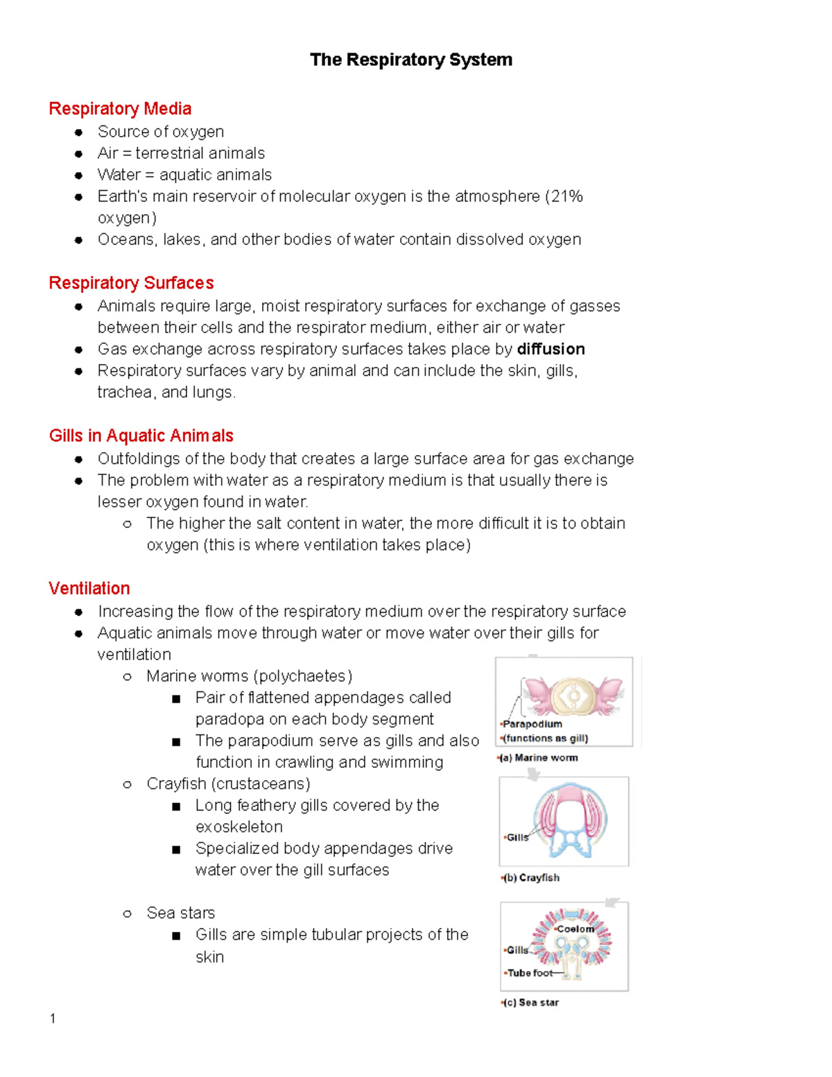 The Respiratory System - Respiratory Media Source of oxygen Air ...