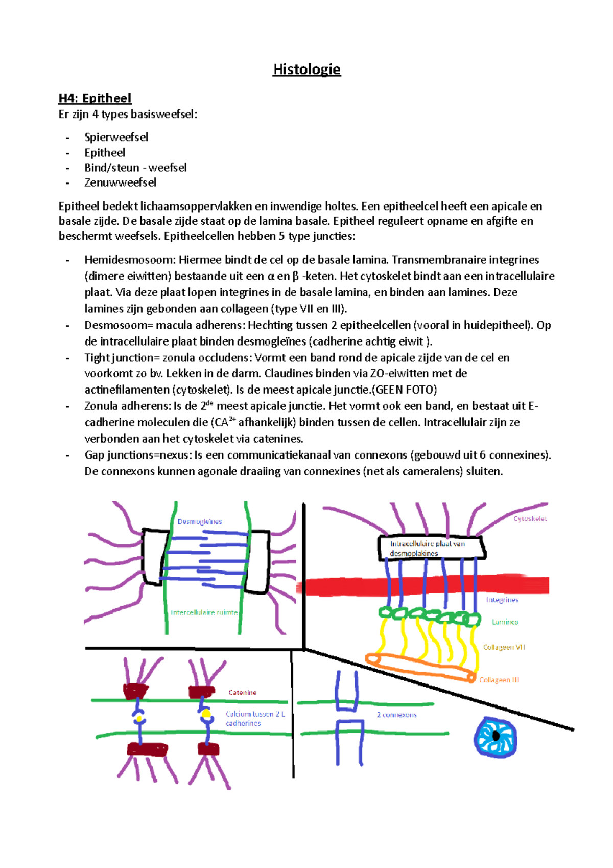Histologie - Histologie H4: Epitheel Er zijn 4 types basisweefsel ...